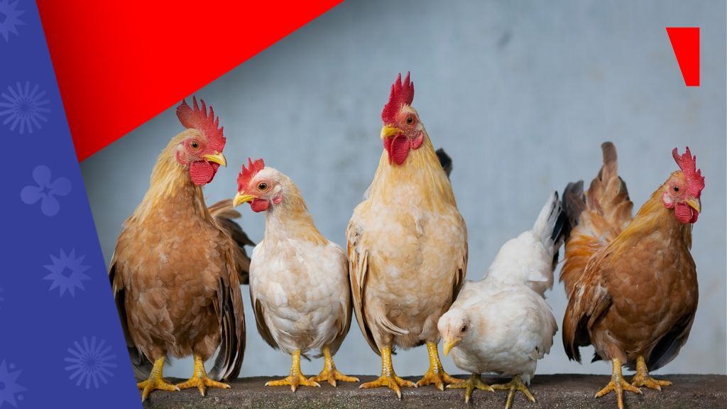 Cockfighting banned in Colombia as court updates bullfighting law ...